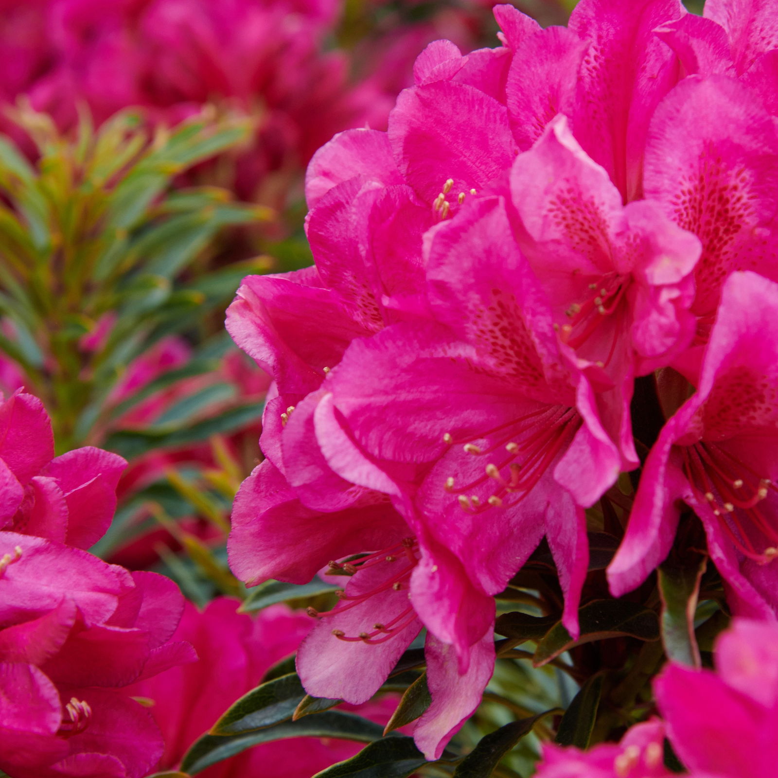 Rhododendron Grazeasy® Dark Pink - Rhododendron ponticum Grazeasy® Dark ...