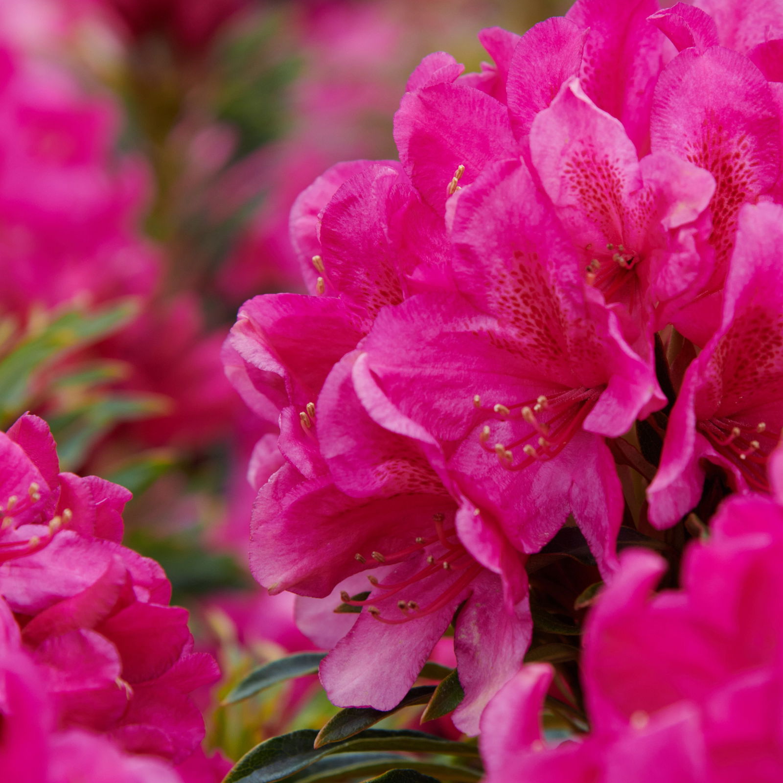 Rhododendron Grazeasy® Dark Pink - Rhododendron ponticum Grazeasy® Dark ...