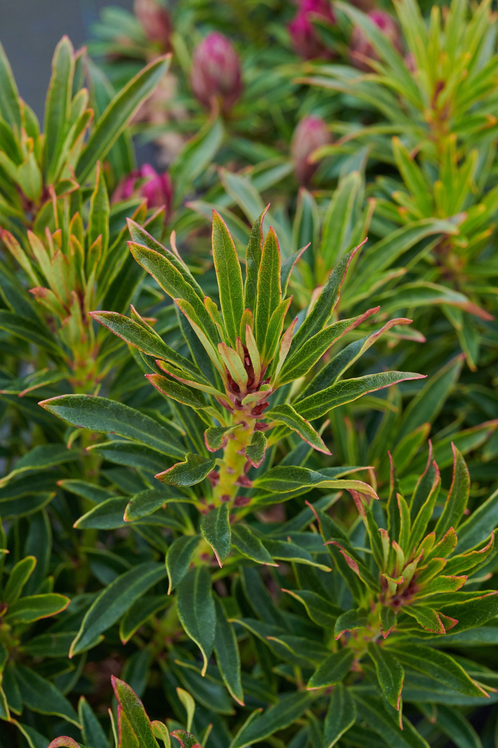 Rhododendron Grazeasy® Dark Pink - Rhododendron ponticum Grazeasy® Dark ...