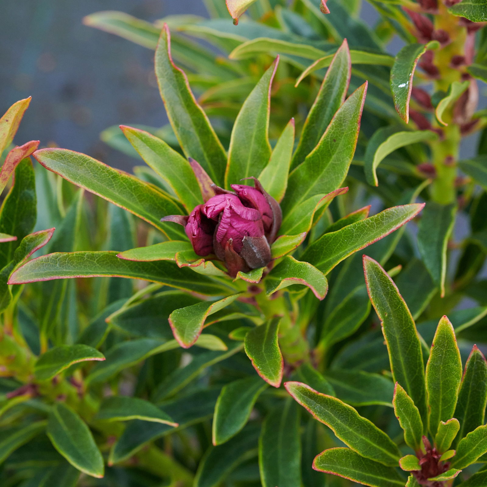 Rhododendron Grazeasy® Dark Pink - Rhododendron ponticum Grazeasy® Dark ...