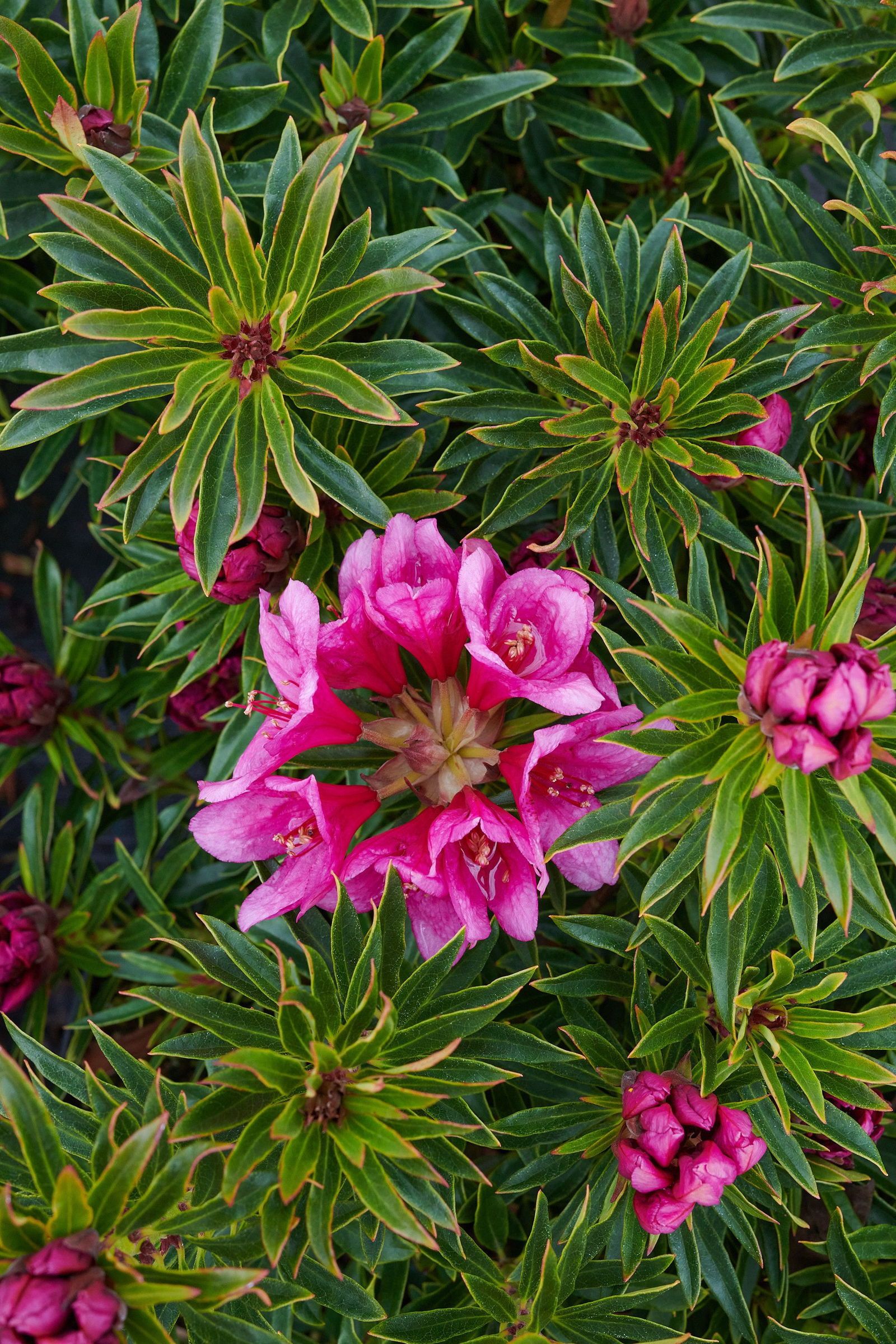 Rhododendron Grazeasy® Dark Pink - Rhododendron ponticum Grazeasy® Dark ...