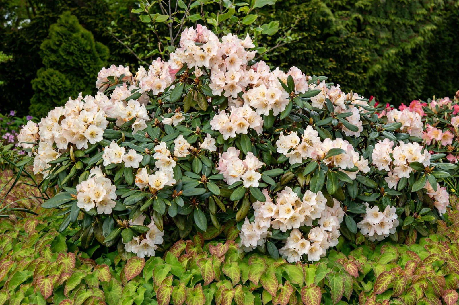 Rhododendron Aureolin - Rhododendron yakushimanum Aureolin günstig kaufen