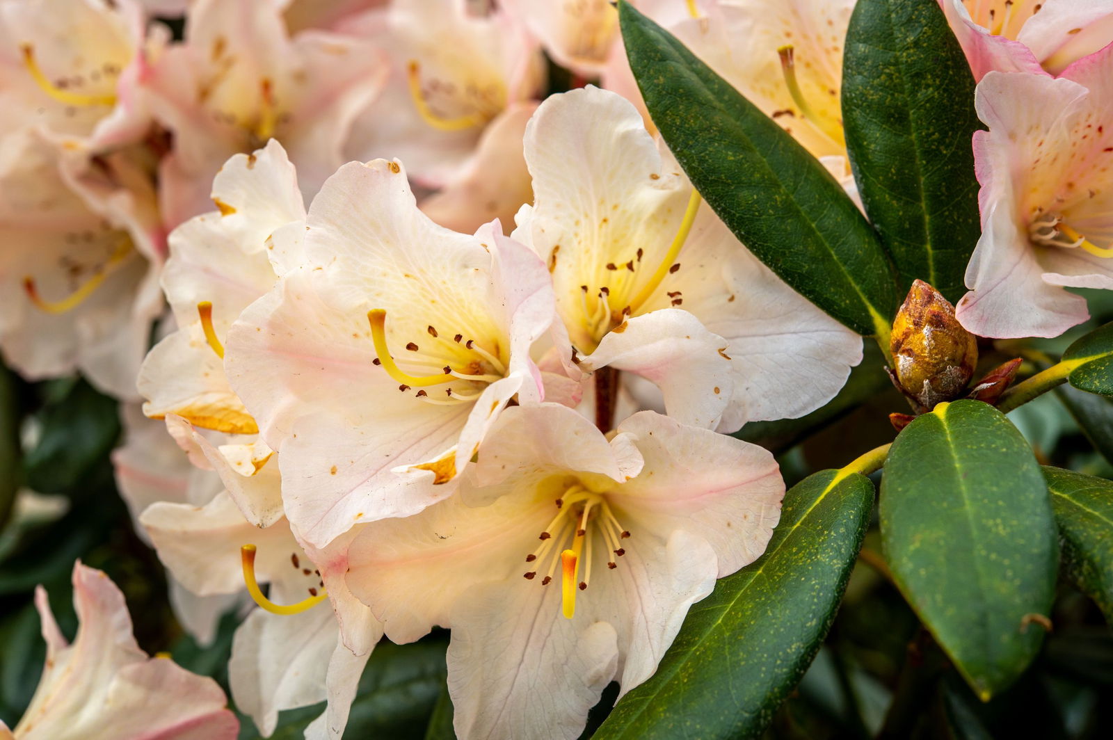 Rhododendron Aureolin - Rhododendron yakushimanum Aureolin günstig kaufen