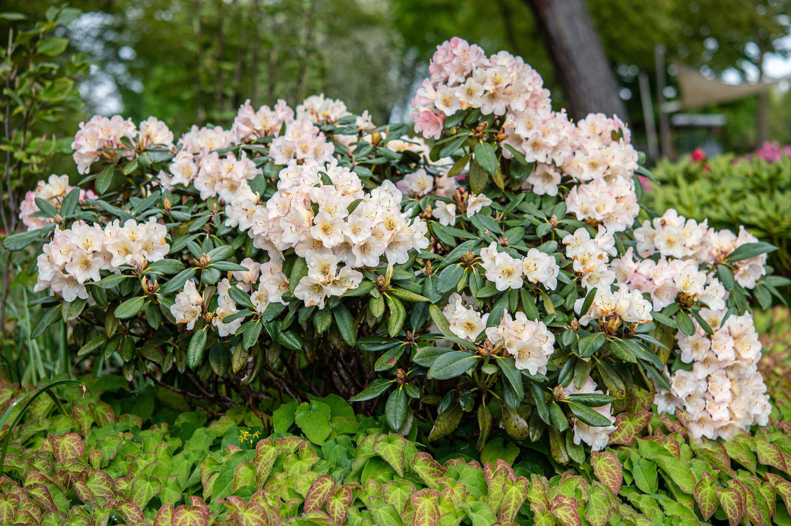 Rhododendron Aureolin - Rhododendron yakushimanum Aureolin günstig kaufen