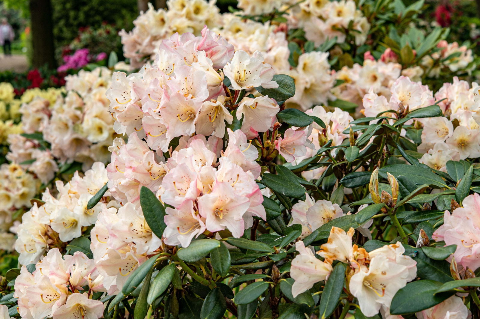 Rhododendron Aureolin - Rhododendron yakushimanum Aureolin günstig kaufen