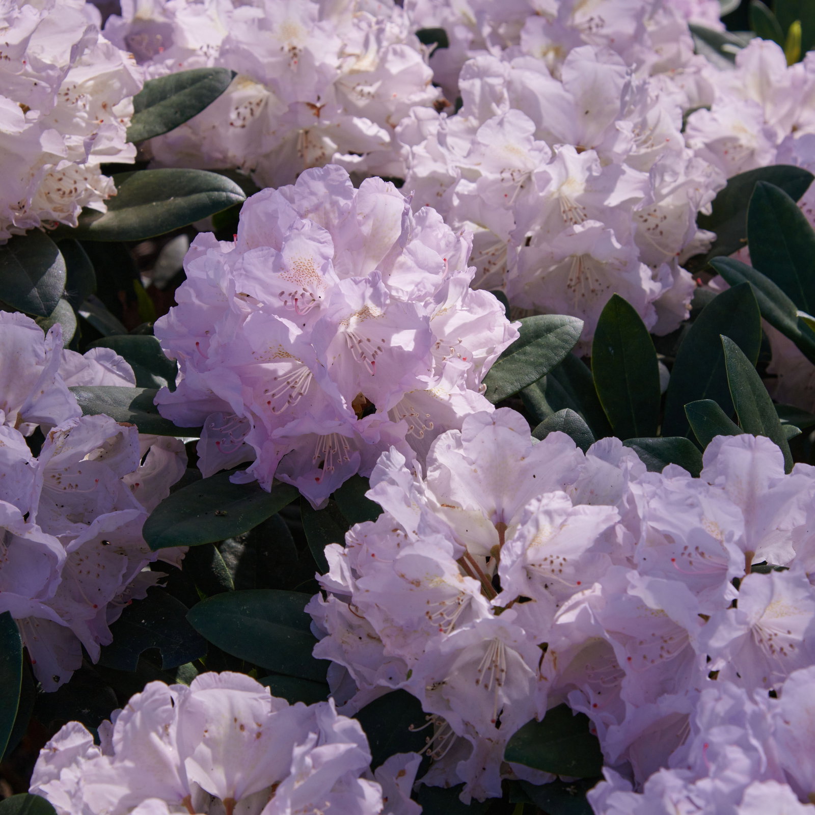 Rhododendron Biko - Rhododendron yakushimanum Biko günstig kaufen