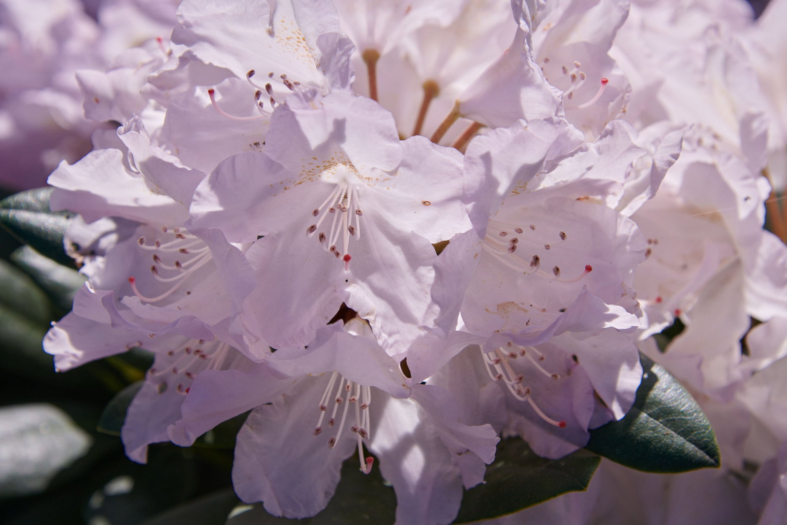 Rhododendron Biko - Rhododendron yakushimanum Biko günstig kaufen