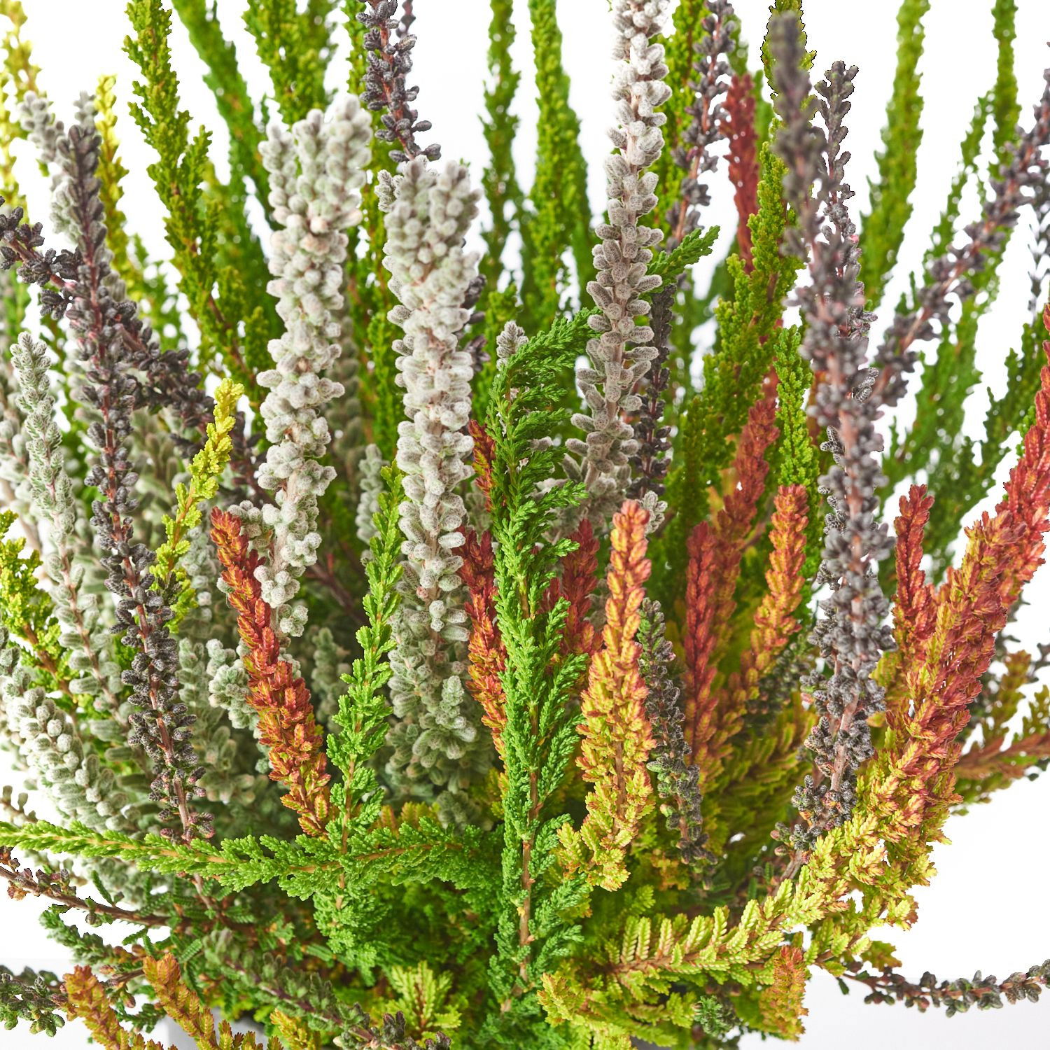 Knospenheide sunset Trio Girls - Calluna vulgaris sunset Trio Girls ...
