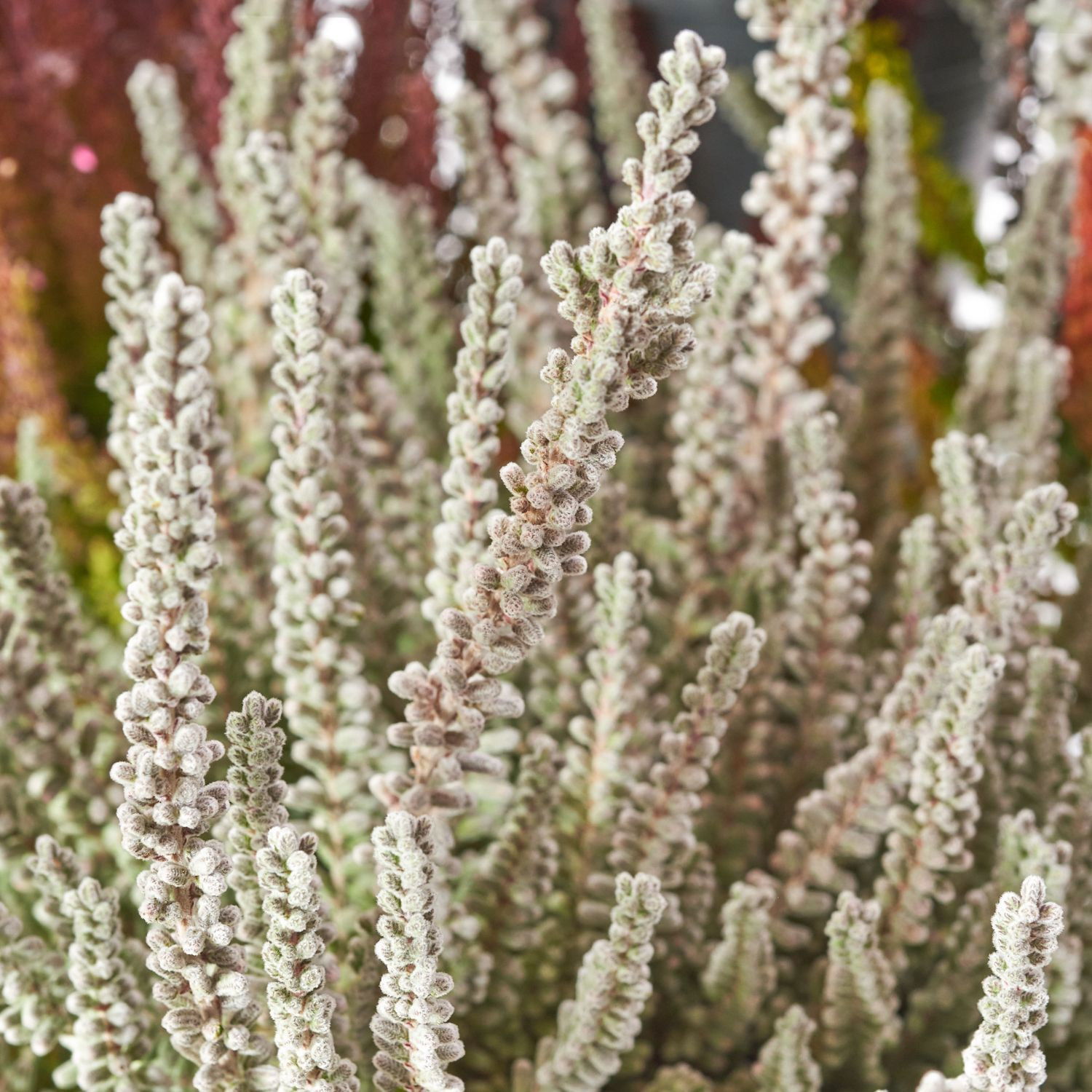 Knospenheide sunset Trio Girls - Calluna vulgaris sunset Trio Girls ...