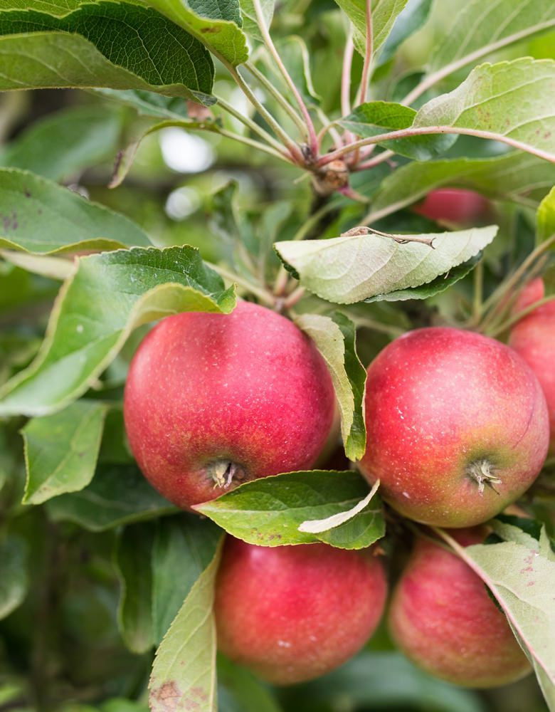 Bio Apfel Elstar - Bio Malus Elstar günstig kaufen