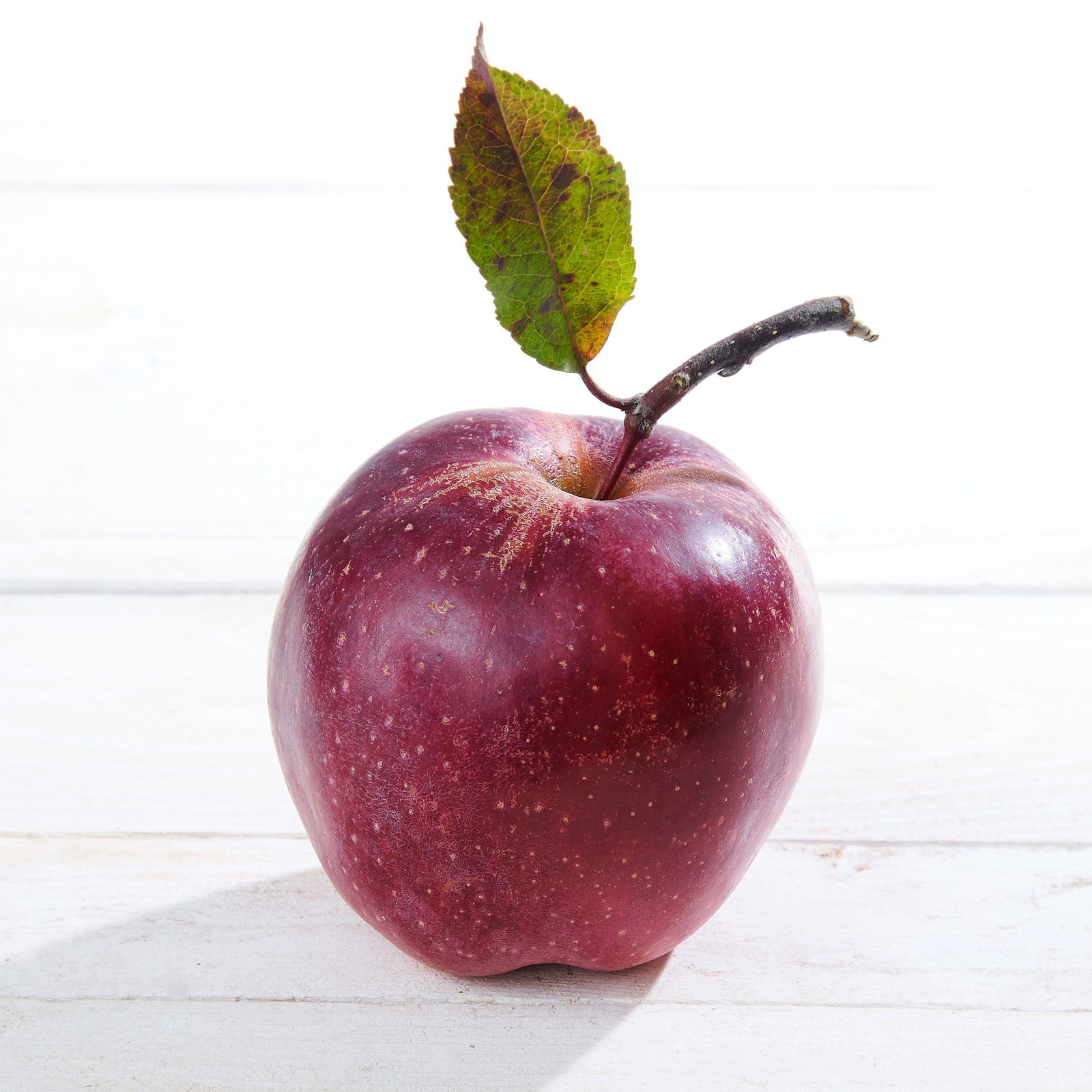 Bio Apfel Gloster 69 - Bio Malus Gloster 69 günstig kaufen