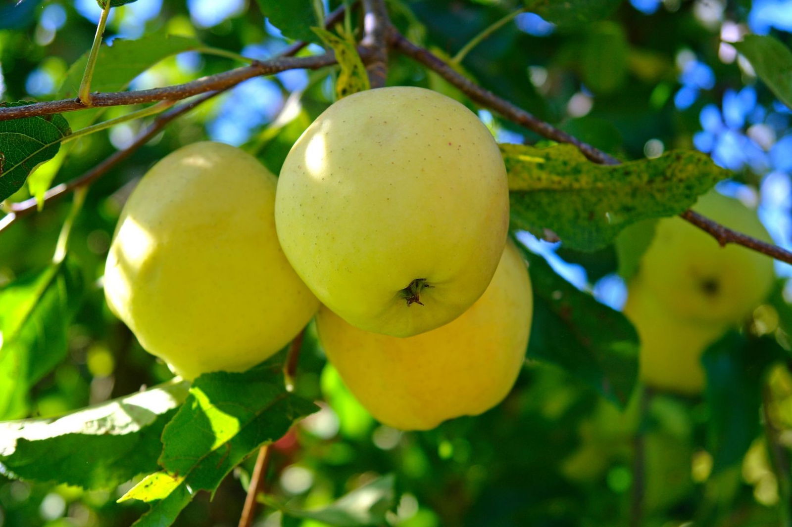 Bio Apfel Golden Delicious - Bio Malus Golden Delicious günstig kaufen