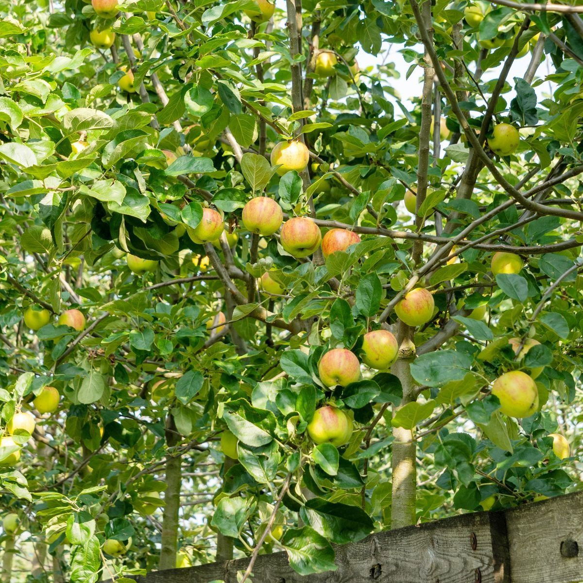 Bio Apfel Gravensteiner - Bio Malus Gravensteiner günstig kaufen