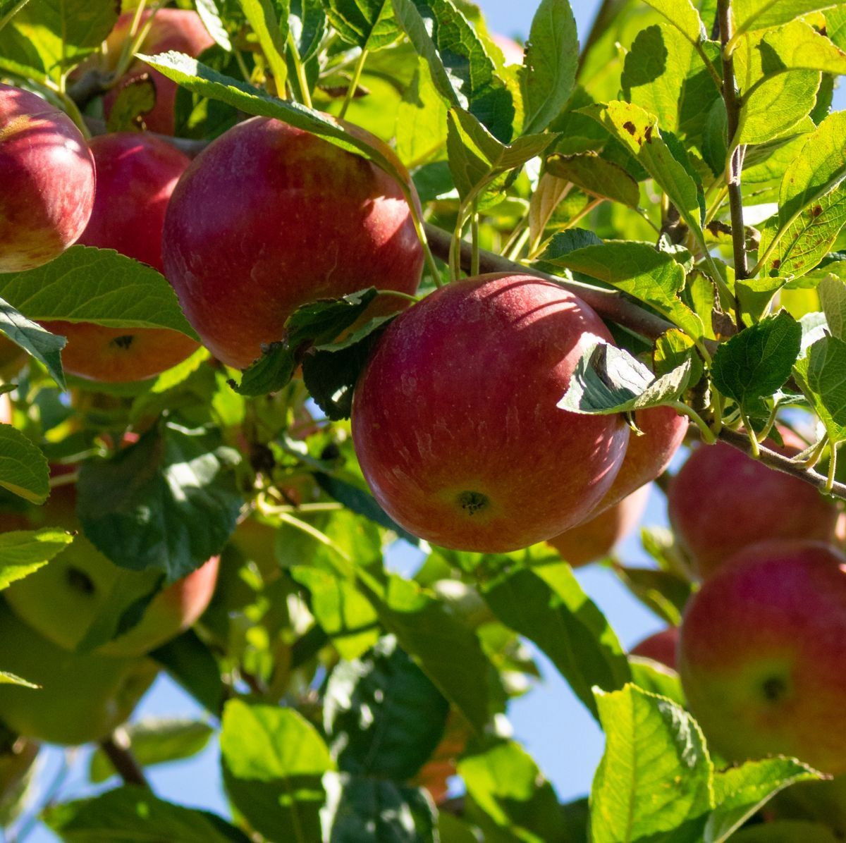 Bio Apfel Idared - Bio Malus Idared günstig kaufen