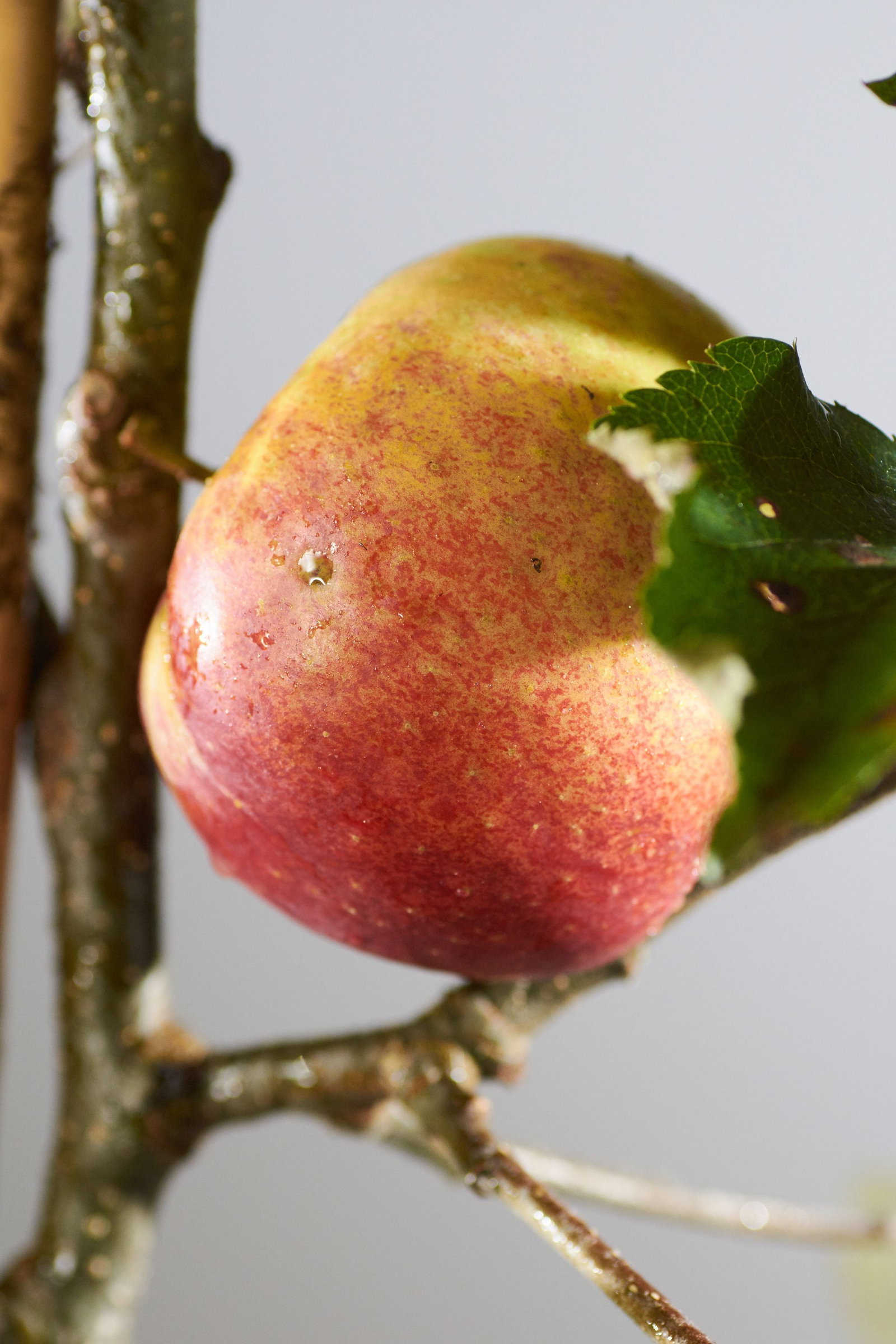 Bio Apfel Jonagold - Bio Malus Jonagold günstig kaufen