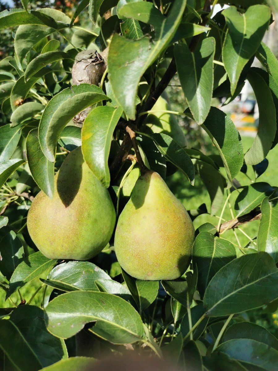 Bio Birne Köstliche von Charneux - Bio Pyrus communis Köstliche von ...