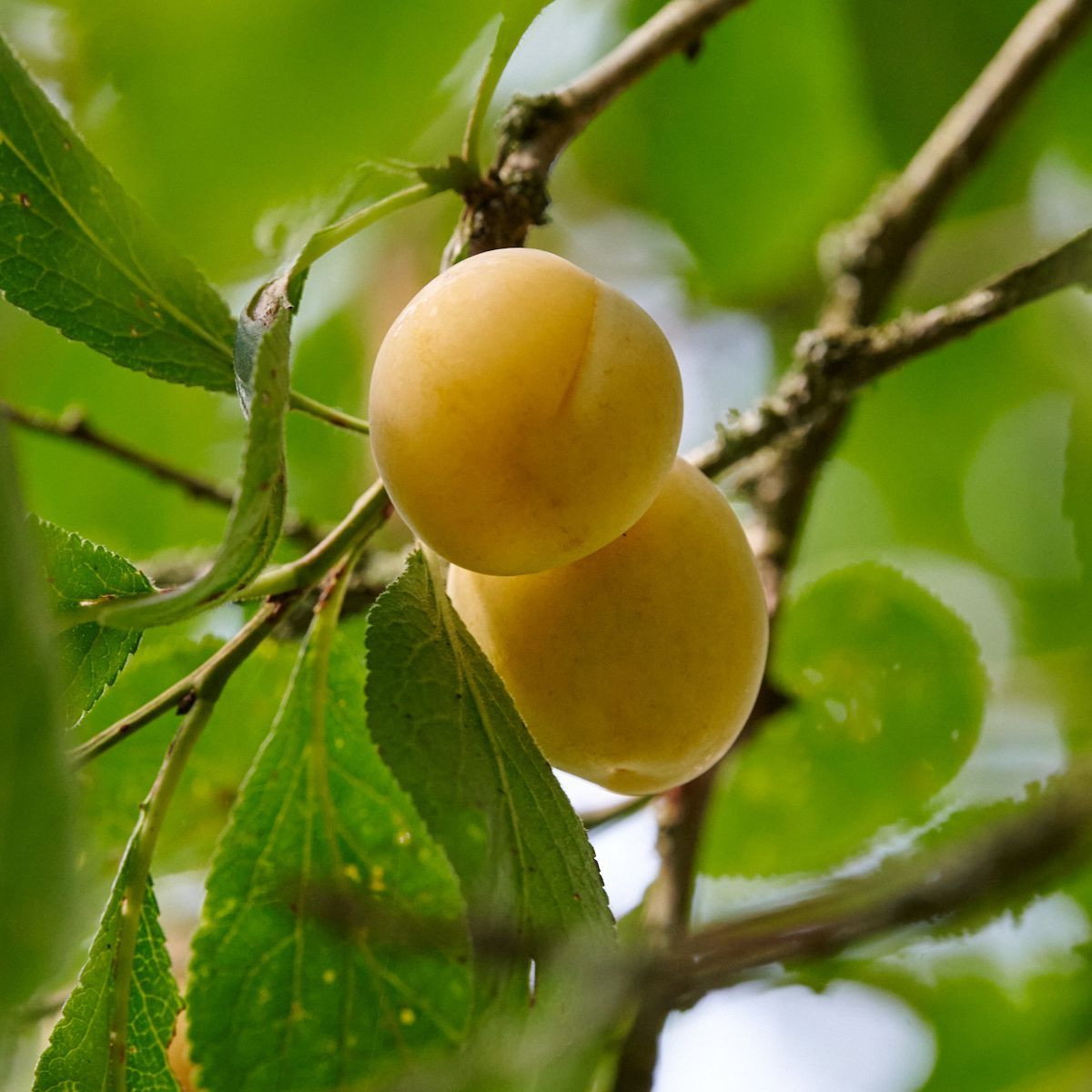 Mirabelle Bellamira - Prunus syringa Bellamira günstig kaufen