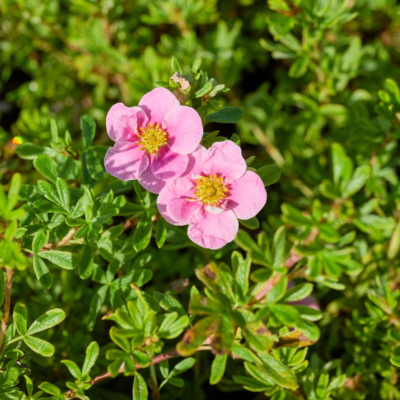 Fingerstrauch Bella Rosa - Potentilla fruticosa Bella Rosa günstig kaufen