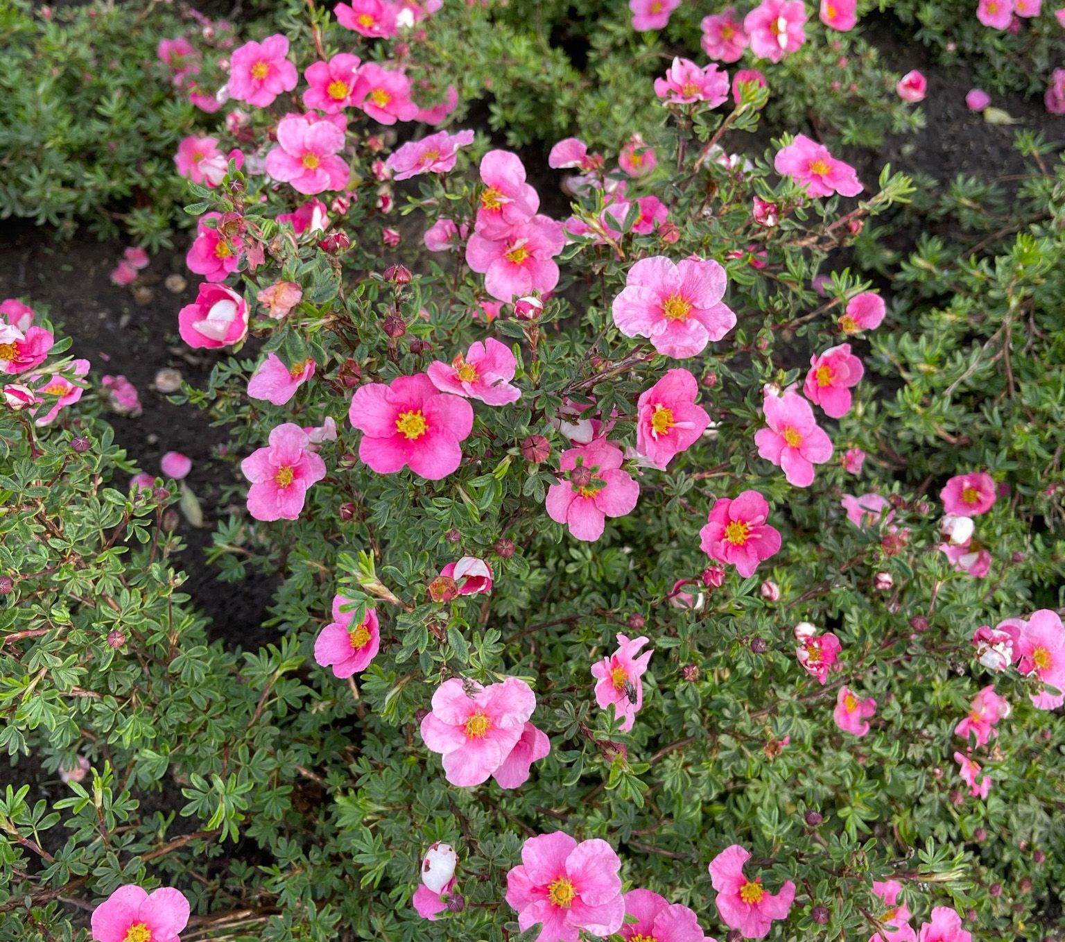 Fingerstrauch Bella Rosa - Potentilla fruticosa Bella Rosa günstig kaufen
