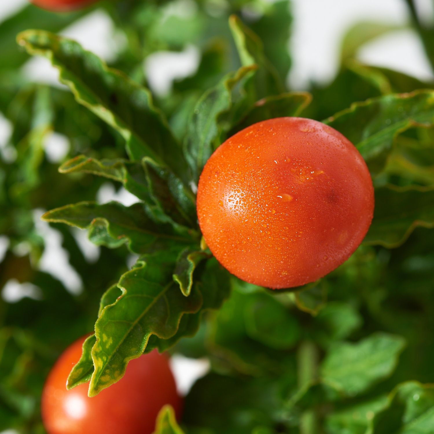Korallenstrauch - Solanum pseudocapsicum günstig kaufen