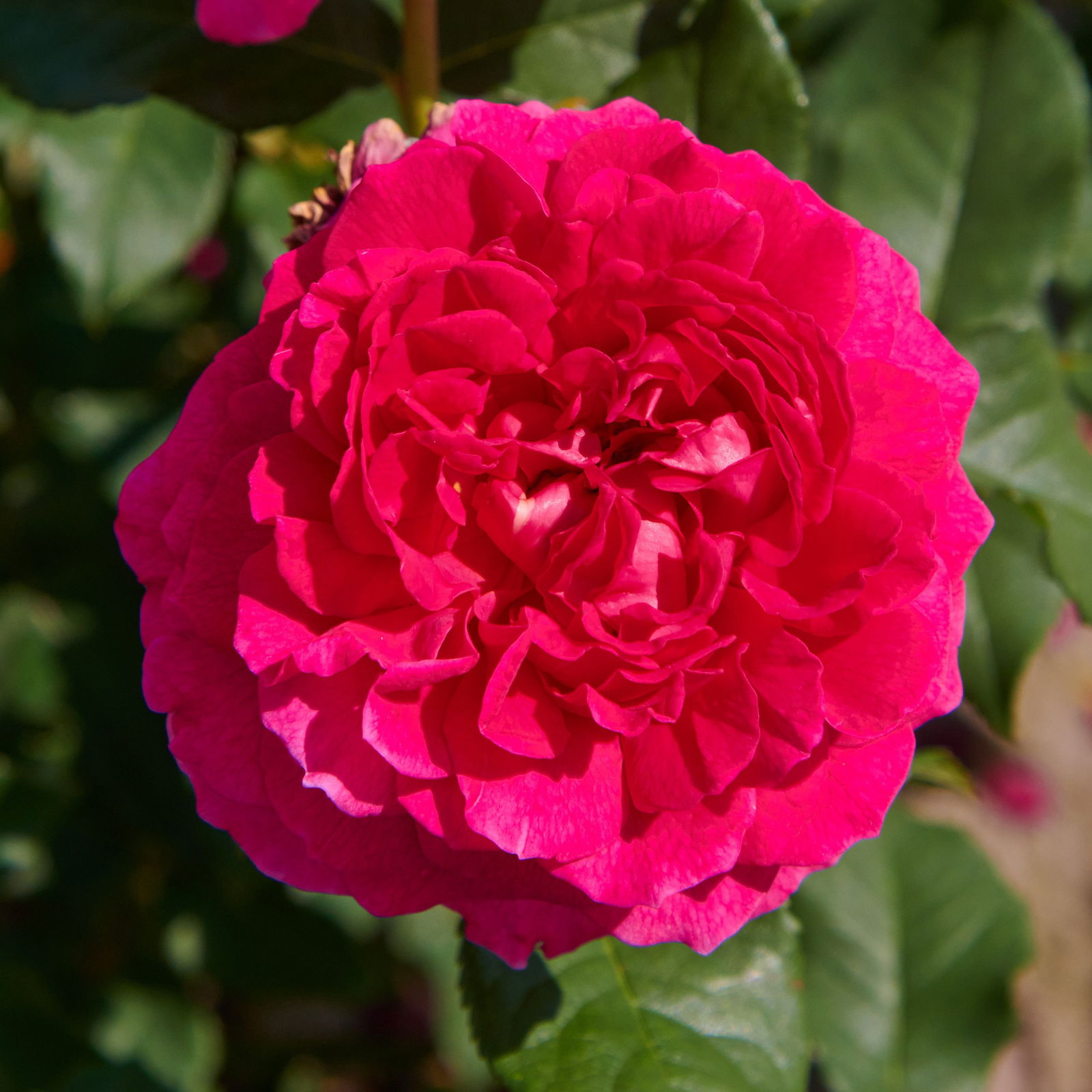 Rose Gabriel Oak - Rosa Gabriel Oak günstig kaufen