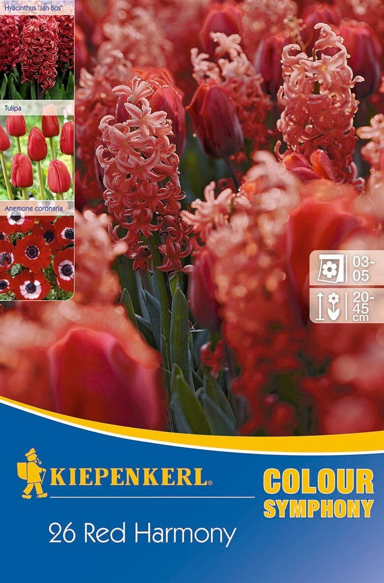 Kiepenkerl Red Harmony - Kiepenkerl Colour Symphony Red Harmony günstig ...