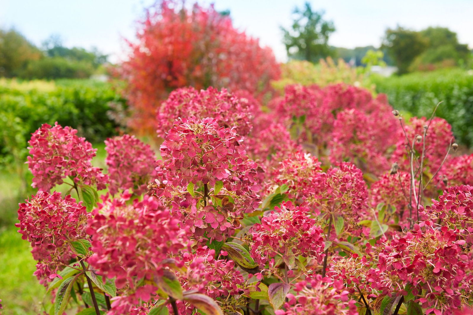 Rispenhortensie Diamond Rouge - Hydrangea paniculata Diamond Rouge ...