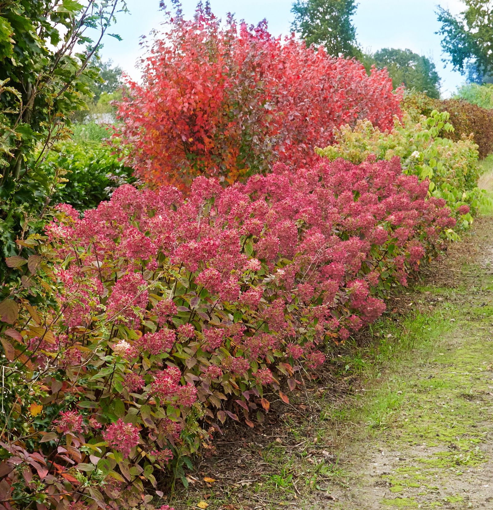 Rispenhortensie Diamond Rouge - Hydrangea paniculata Diamond Rouge ...