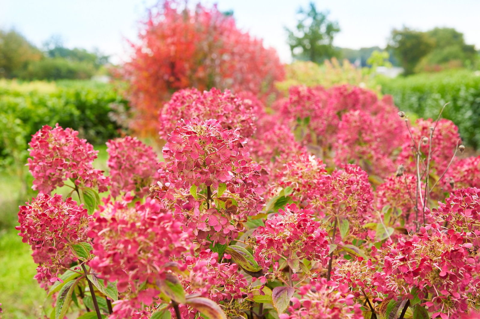 Rispenhortensie Diamond Rouge - Hydrangea paniculata Diamond Rouge ...