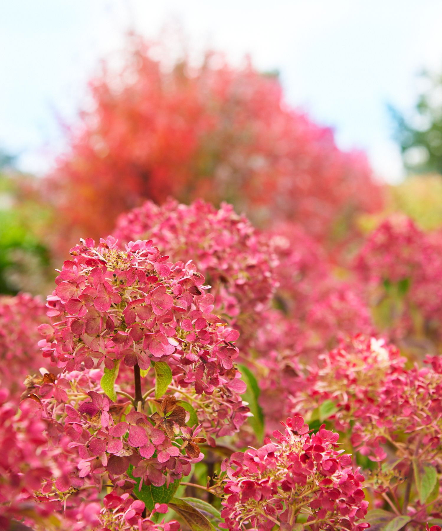 Rispenhortensie Diamond Rouge - Hydrangea paniculata Diamond Rouge ...