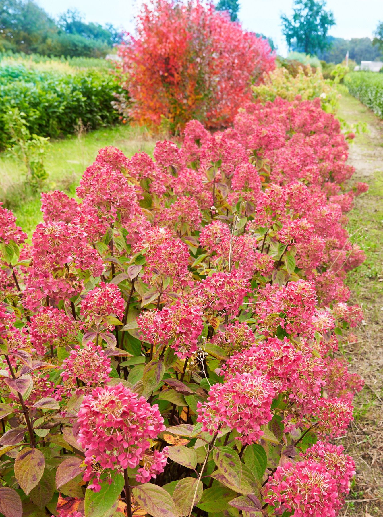 Rispenhortensie Diamond Rouge - Hydrangea paniculata Diamond Rouge ...