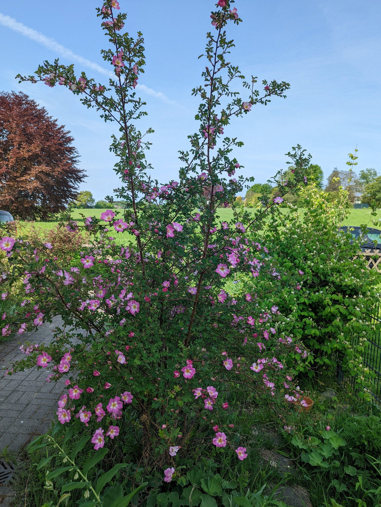 Rose Glory of Edzell - Rosa pimpinellifolia Glory of Edzell günstig kaufen