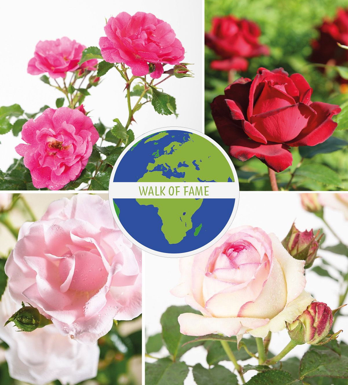 Rose Amadeus ® - Rosa Amadeus ® günstig kaufen