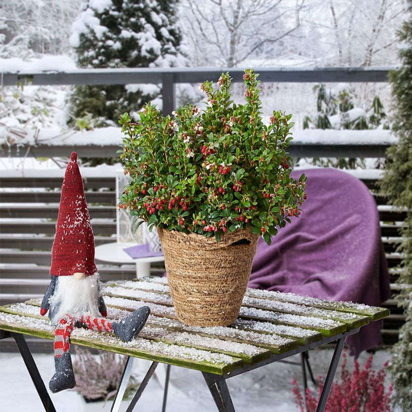 Preiselbeere Miss Cherry® - Vaccinium vitis-idaea Miss Cherry® günstig ...