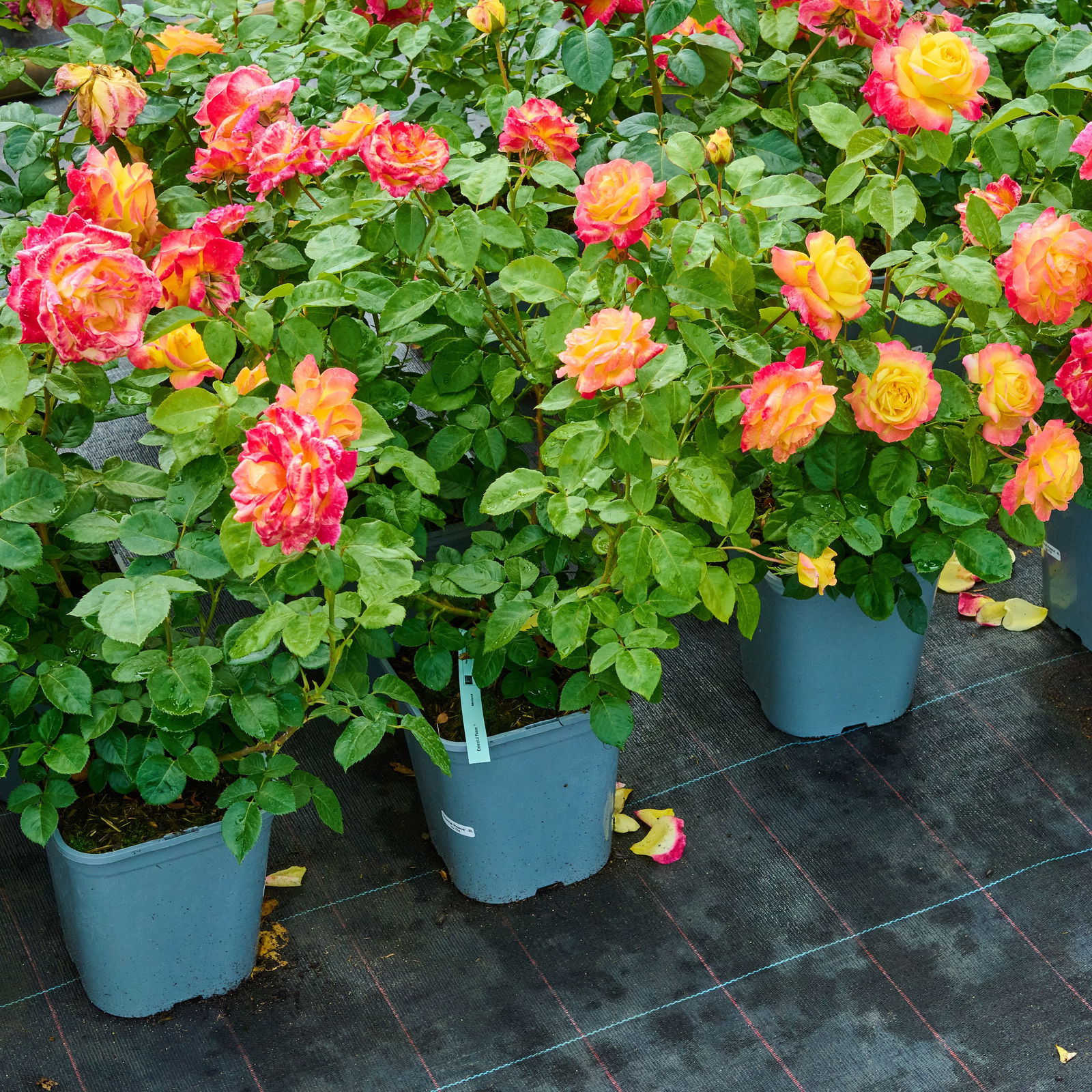 Rose Oriental Peace - Rosa Oriental Peace günstig kaufen