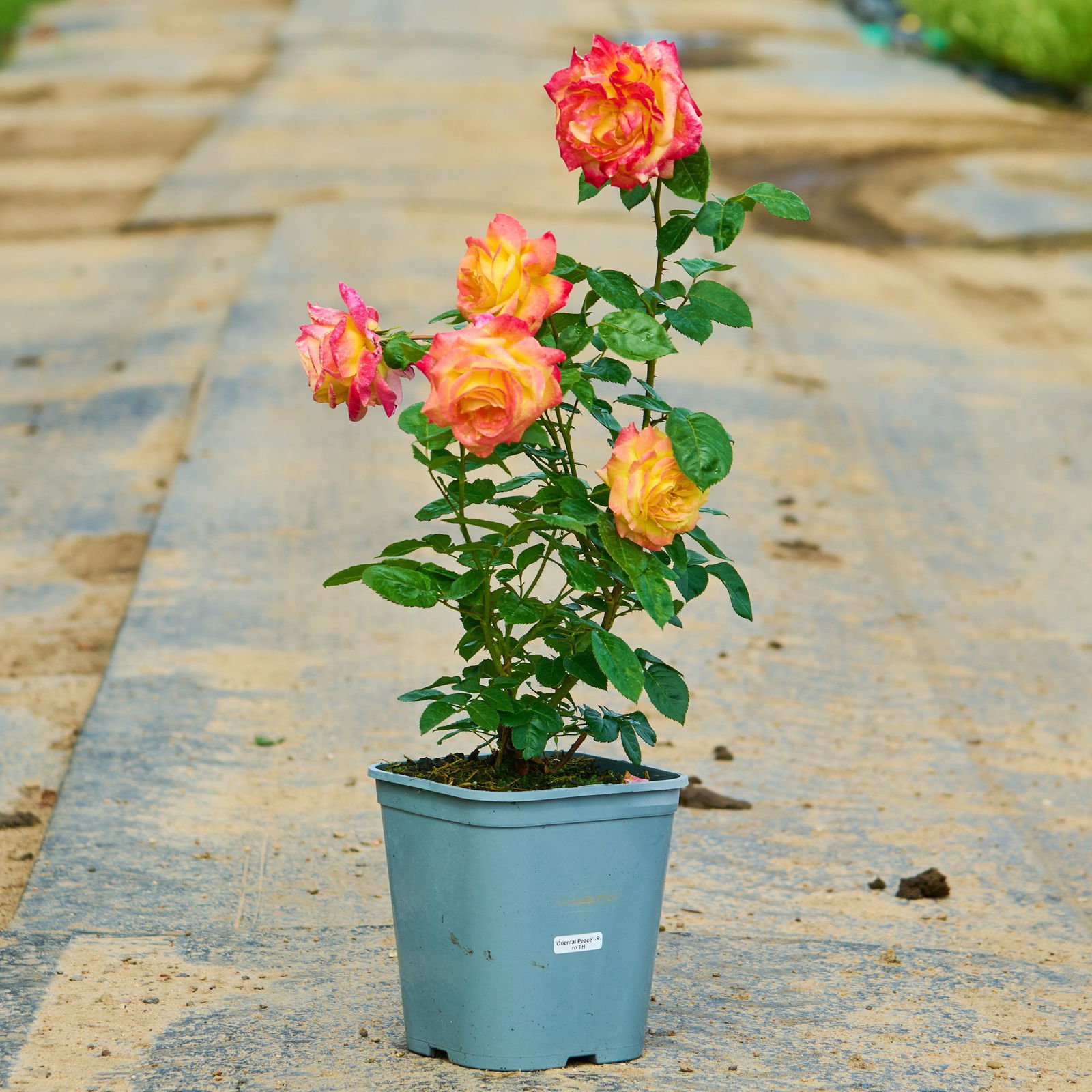 Rose Oriental Peace - Rosa Oriental Peace günstig kaufen