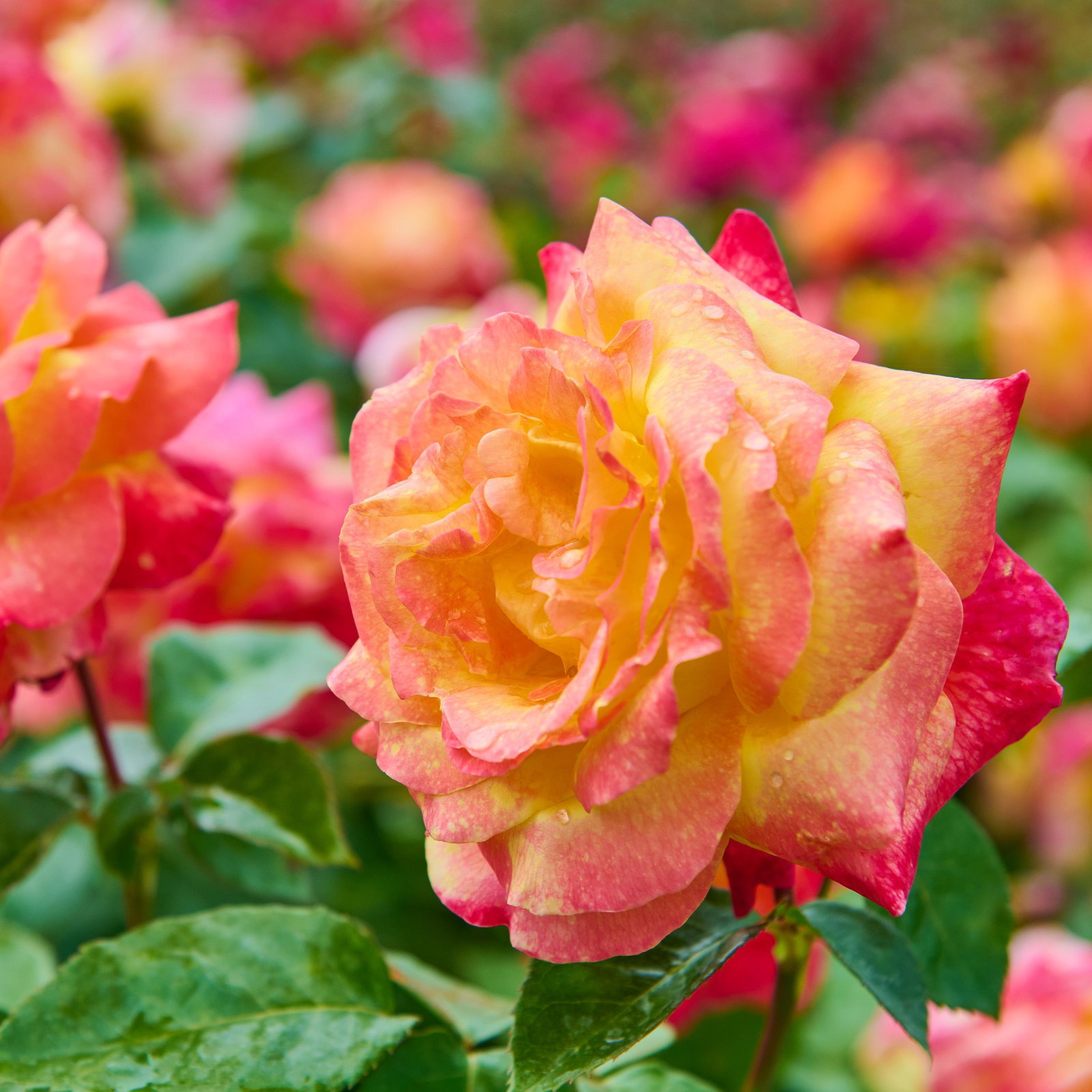 Rose Oriental Peace - Rosa Oriental Peace günstig kaufen