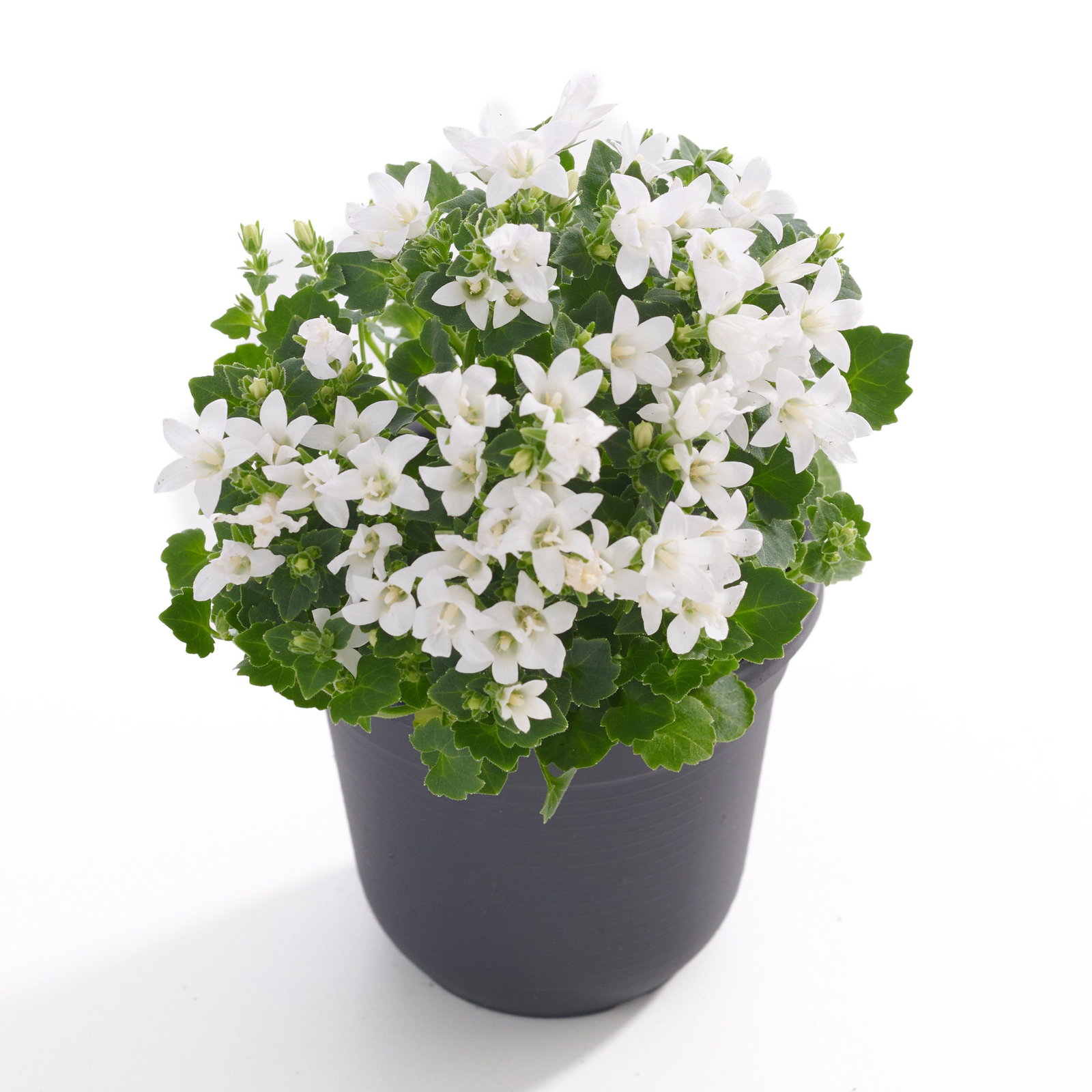 Glockenblume White Get Mee - Campanula portenschlagiana White Get Mee ...
