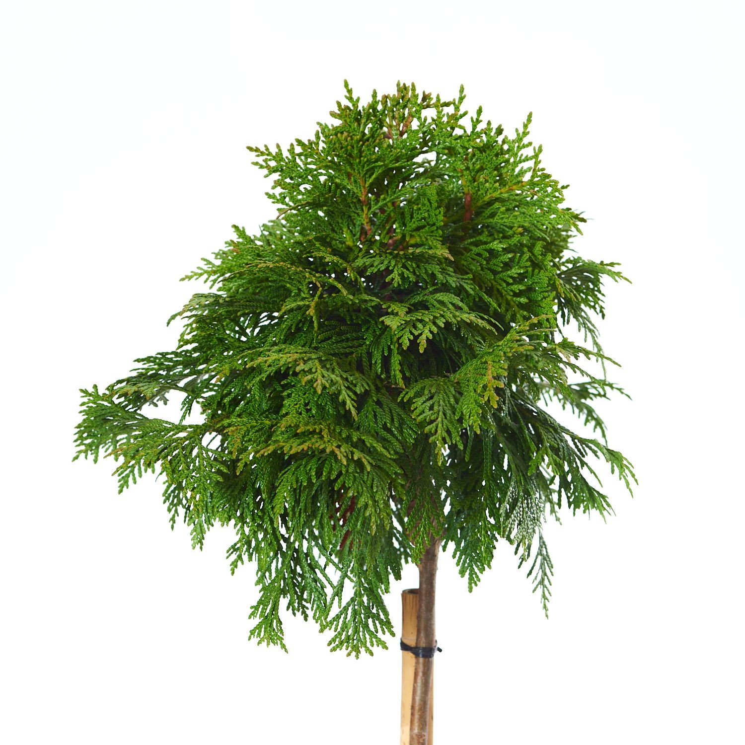 Verwunderlich Thuja Formschnitt Kugel Bild