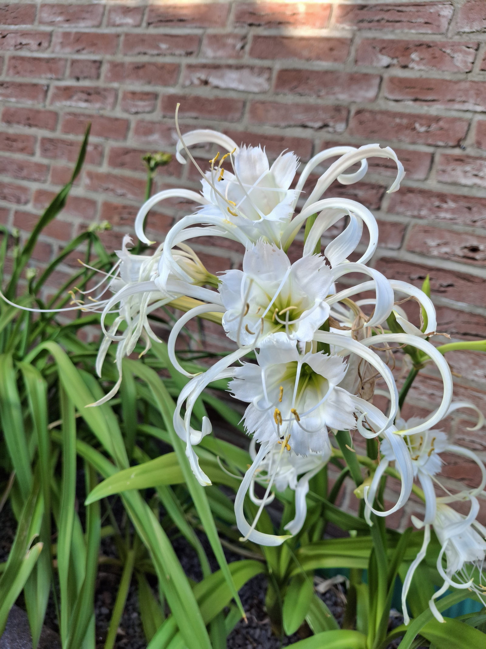 Schönhäutchen Ismene - Kiepenkerl Hymenocallis festalis günstig kaufen