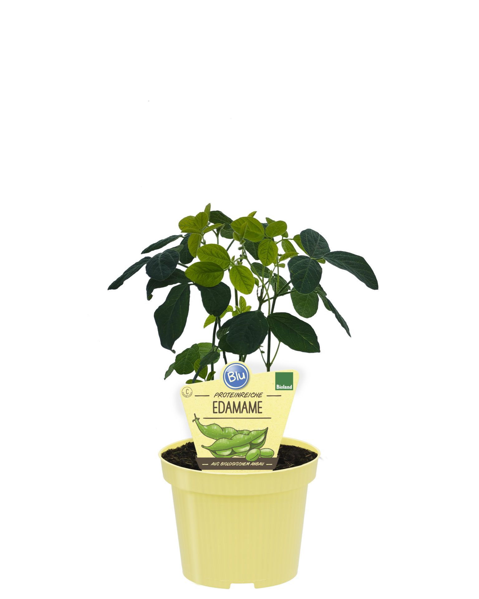 Bio Edamame - Blu Glycine max günstig kaufen