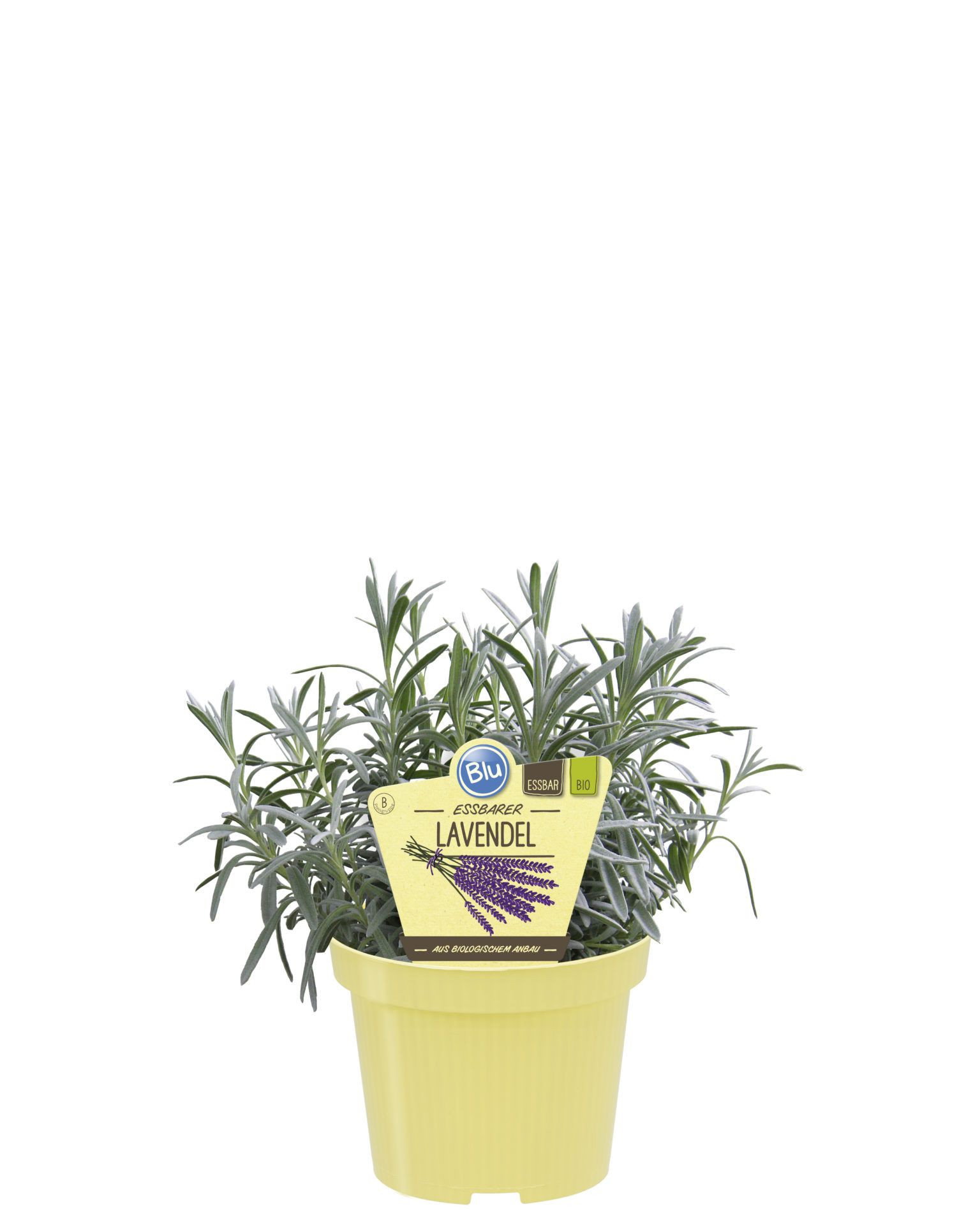 Lavendel Gnstig Kaufen