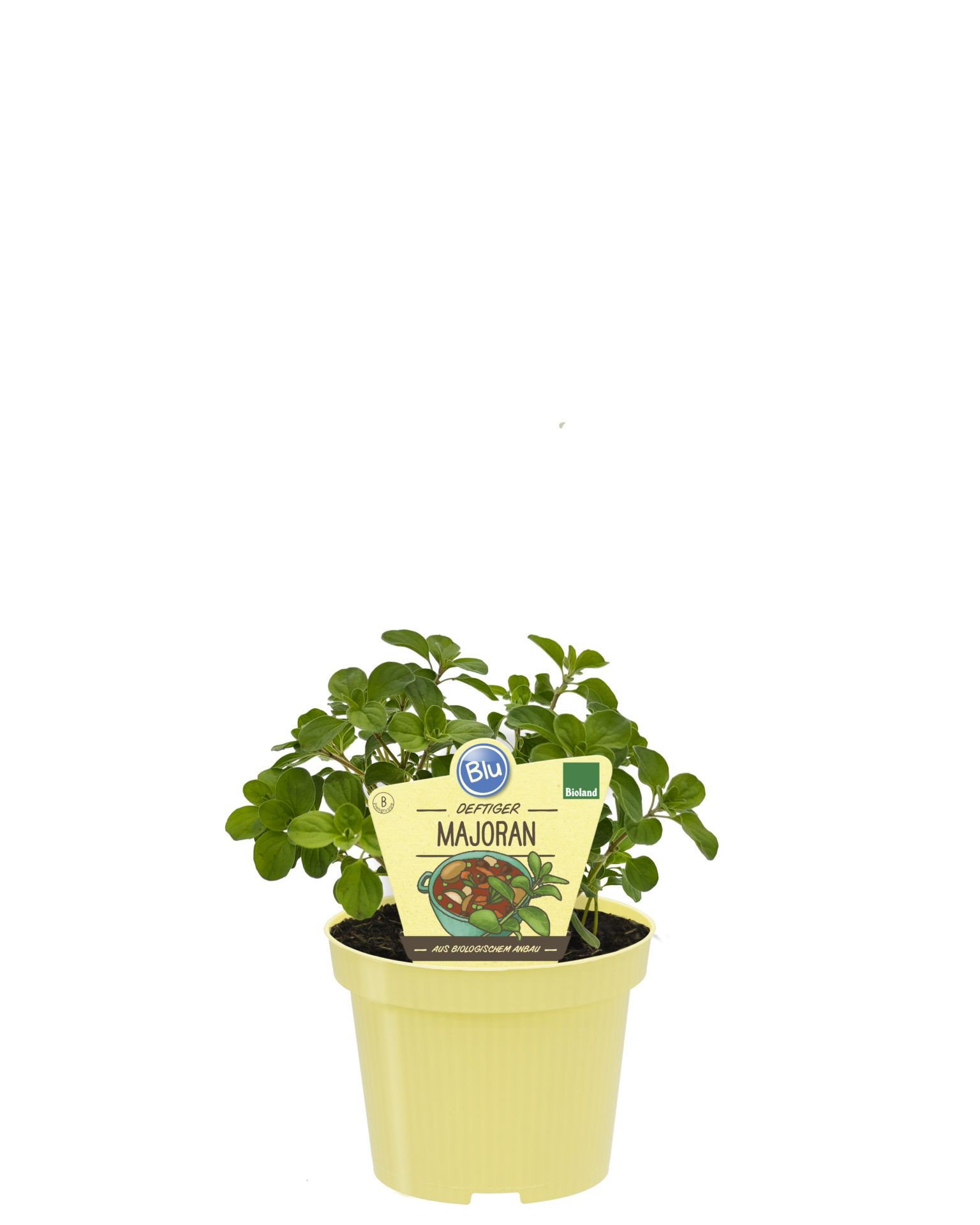 Bio Majoran - Blu Origanum majorana günstig kaufen