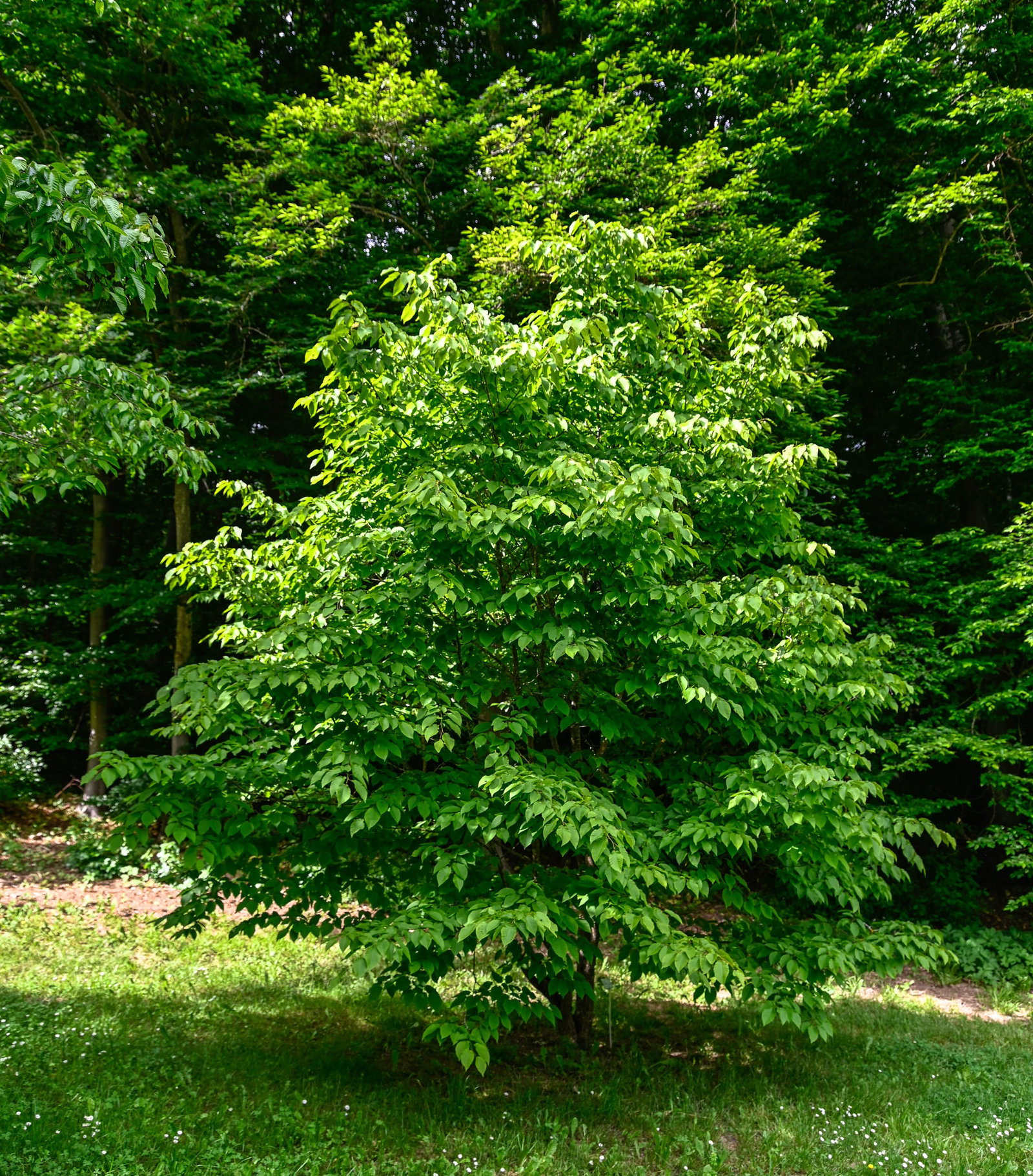 Herzblättrige Hainbuche - Carpinus cordata günstig kaufen