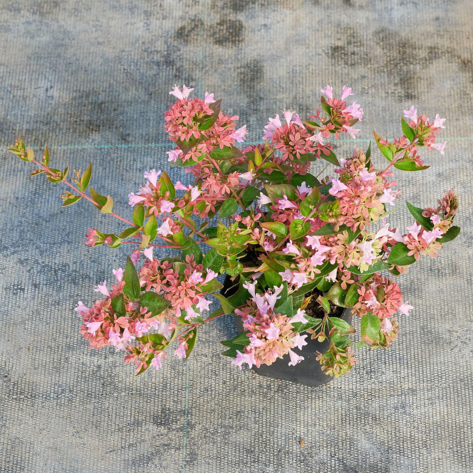 Abelie Raspberry ProfusionⓈ - Abelia Raspberry Profusion günstig kaufen