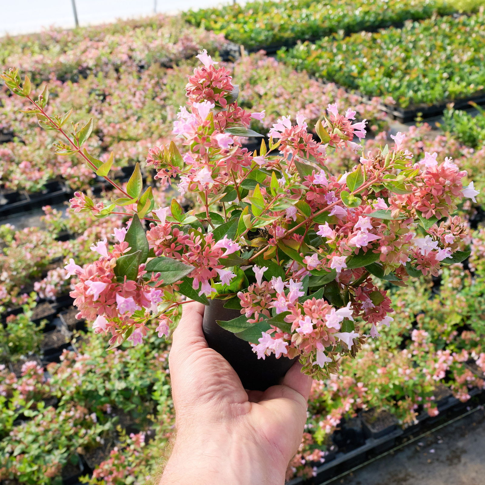 Abelie Raspberry ProfusionⓈ - Abelia Raspberry Profusion günstig kaufen