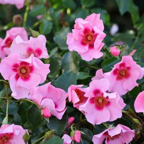 Beetrose Orienta® Farina - Rosa Orienta® Farina günstig kaufen