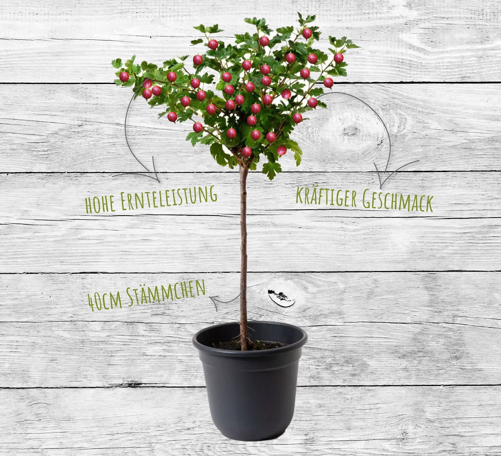 Stachelarme Stachelbeere Pax - Ribes uva-crispa Pax günstig kaufen