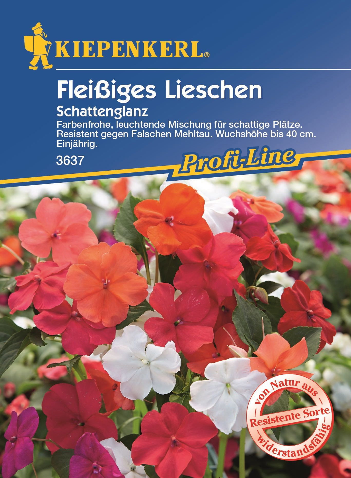 Fleißiges Lieschen Schattenglanz - Kiepenkerl Impatiens walleriana ...