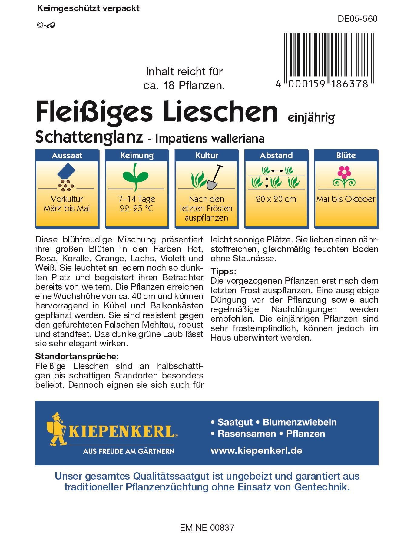 Fleißiges Lieschen Schattenglanz - Kiepenkerl Impatiens walleriana ...